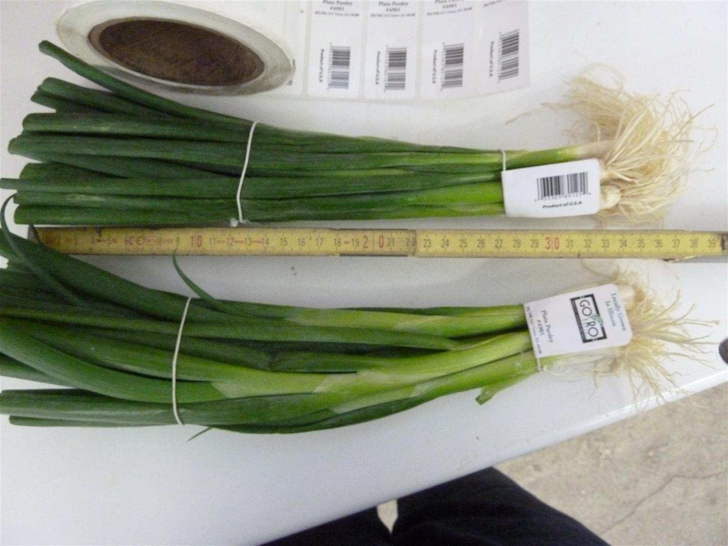 Binding / Labelling Lines