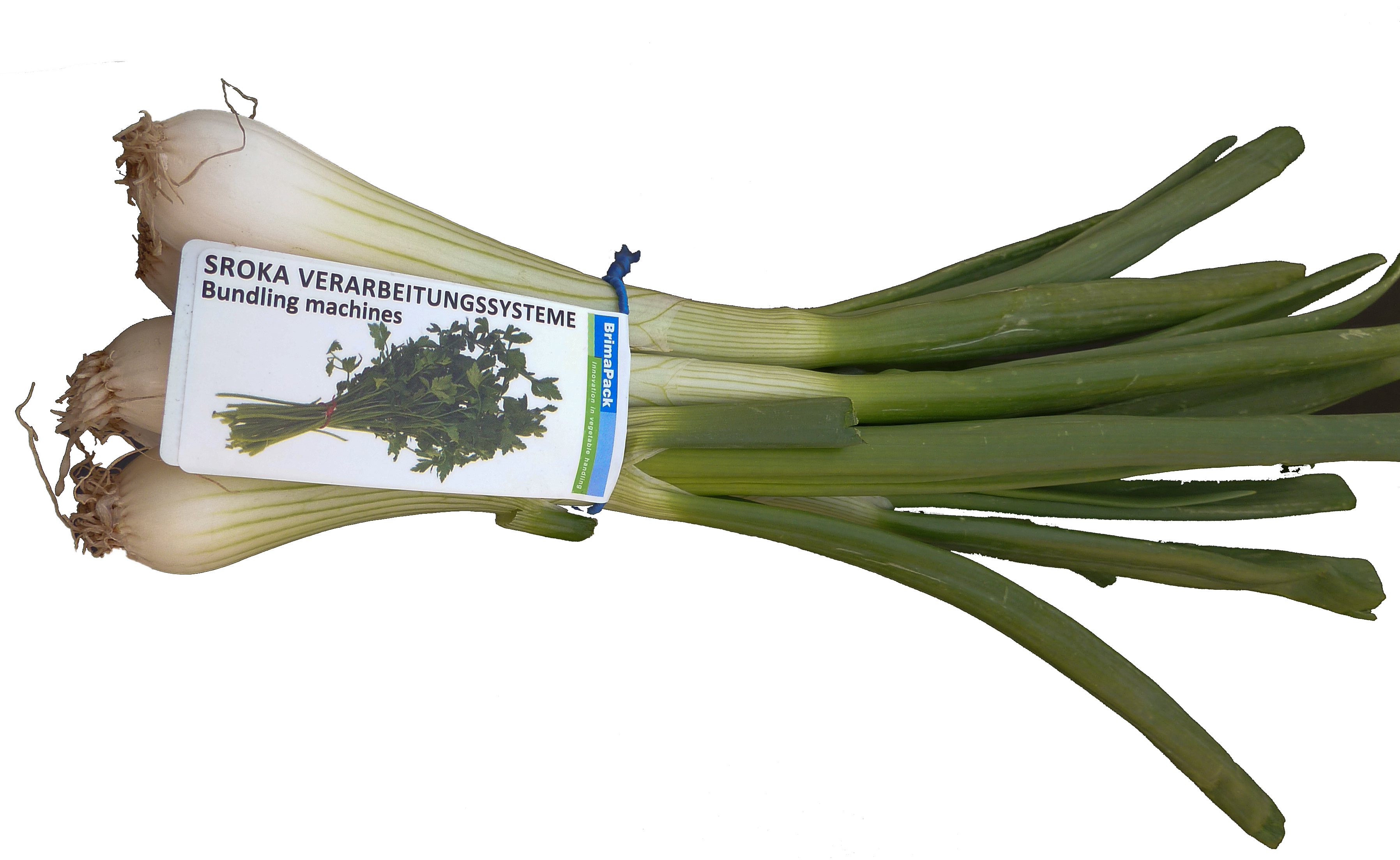 Binding / Labelling Lines