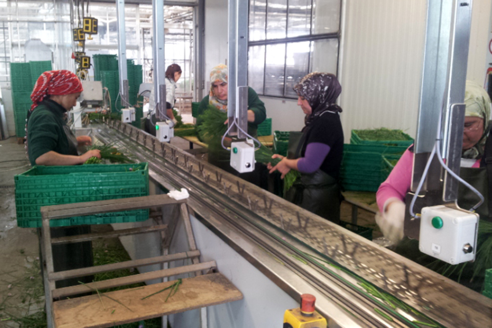 Binding / Labelling Lines