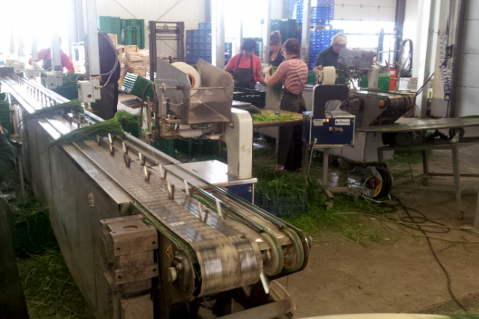 Binding / Labelling Lines