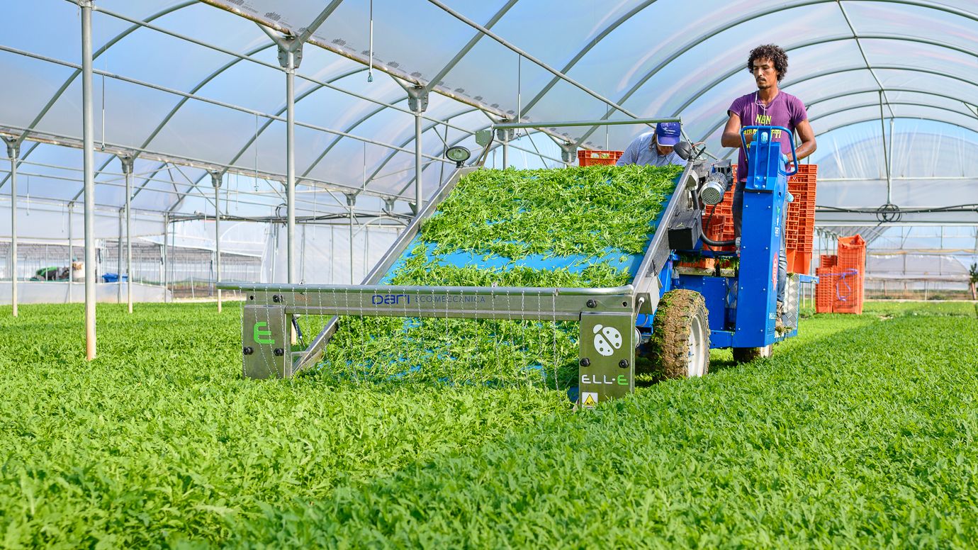 Compact harvesters for leafy vegetables with a perfect result