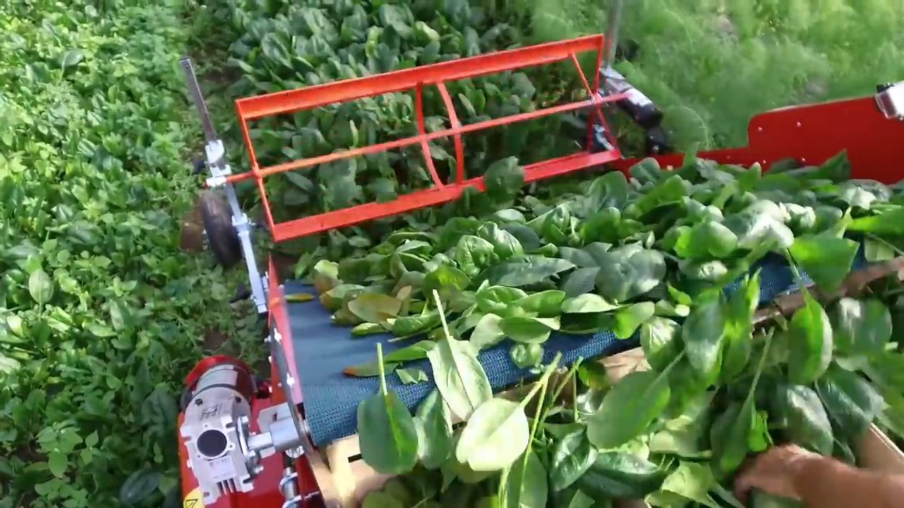 Compact harvesters for leafy vegetables with a perfect result
