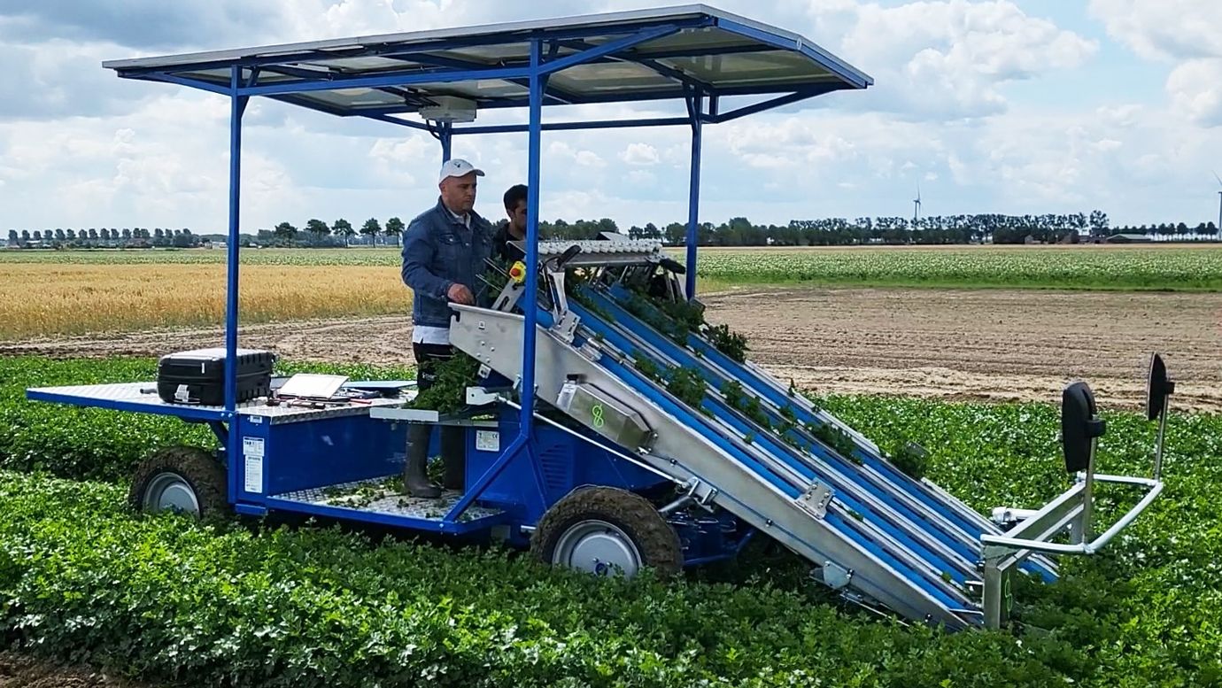 Compact harvesters for leafy vegetables with a perfect result