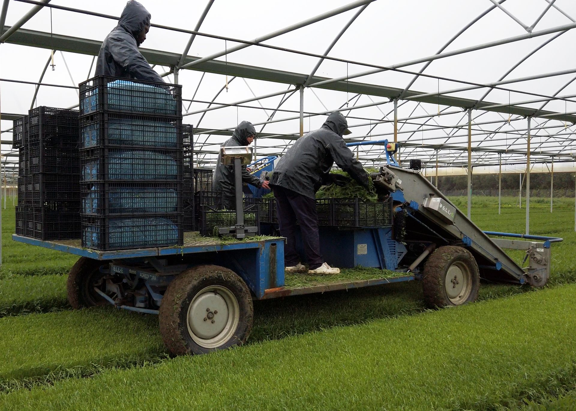Compact harvesters for leafy vegetables with a perfect result