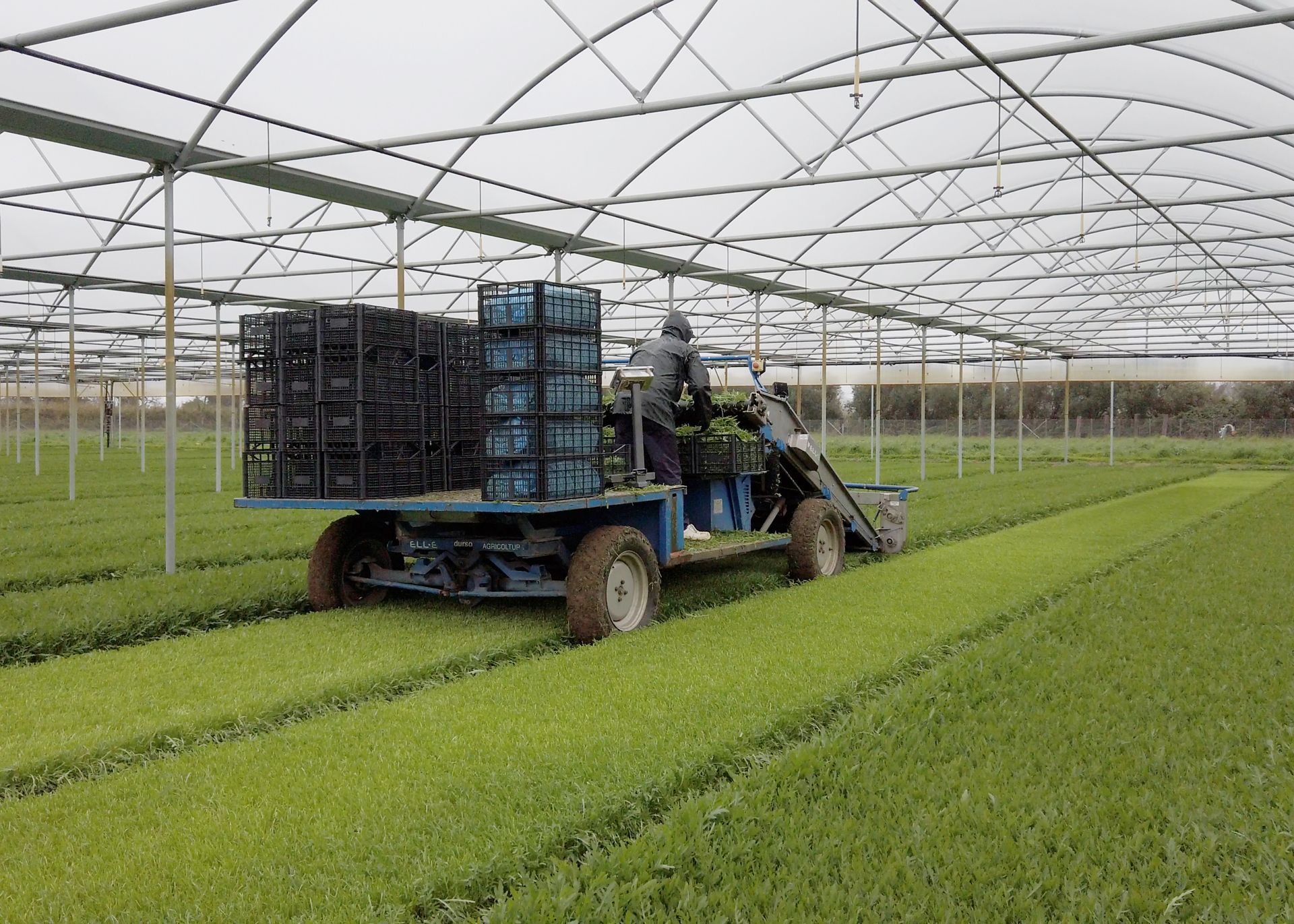 Compact harvesters for leafy vegetables with a perfect result