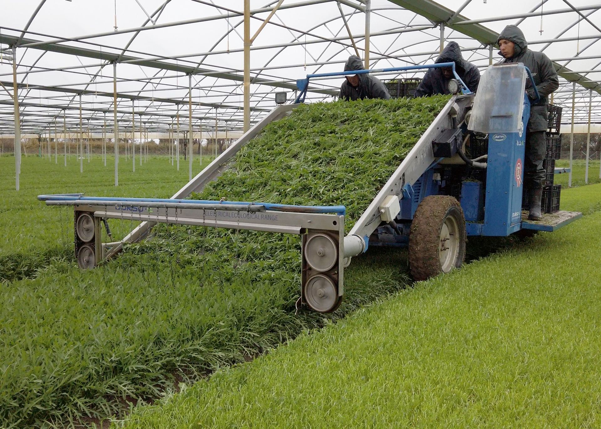 Compact harvesters for leafy vegetables with a perfect result