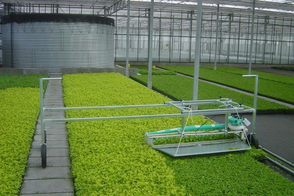 Harvesting Leafy Vegetables