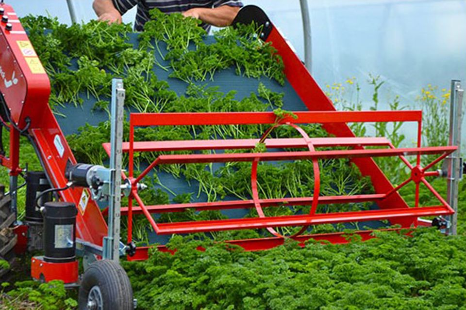 Compact harvesters for leafy vegetables with a perfect result